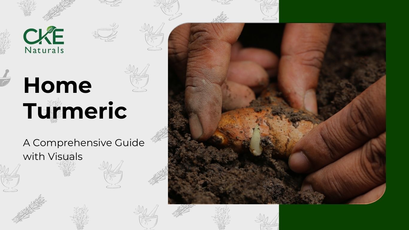 Growing Turmeric at Home: A Comprehensive Guide – CKE Naturals